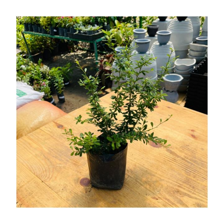 kuru andara plant for bonsai | Daraz.lk