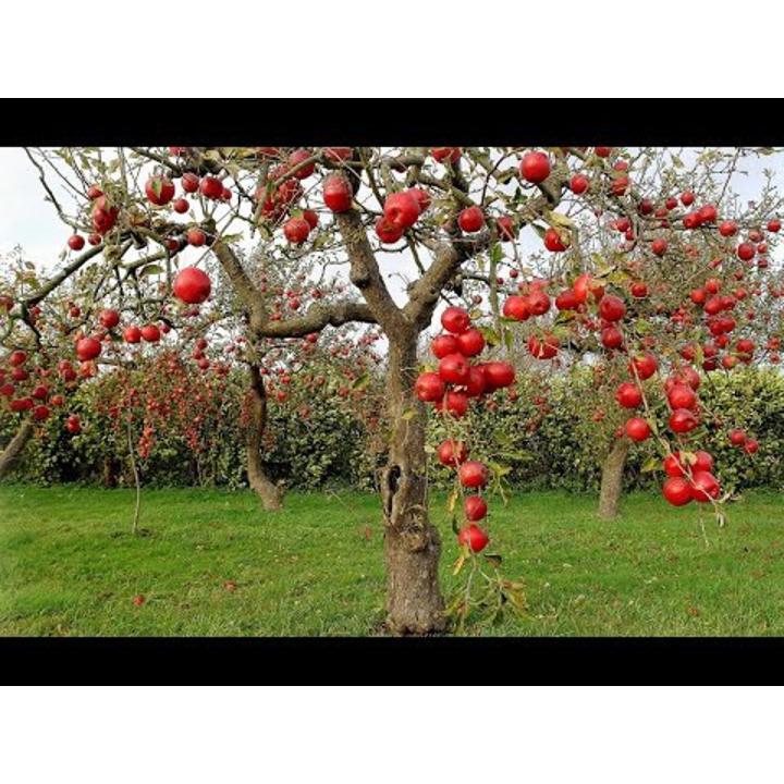 Apple Tree Seed - 25pcs (Imported Global Seeds) | Daraz.com.bd