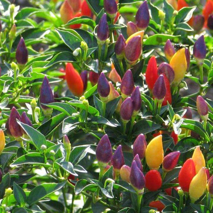 (All Season) Thai Mix Colour Ornamental Chili Seeds - 10 Pcs Seeds ...