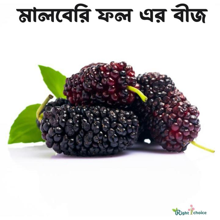 Hybrid Malberry Fruits Seeds 25 Pice + Gift | Daraz.com.bd