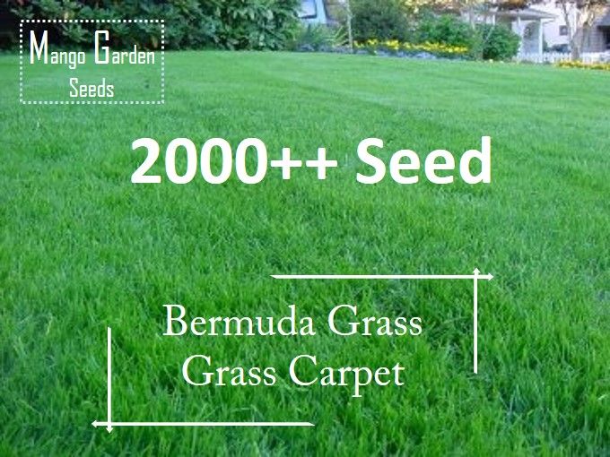 Bermuda Grass Seeds - 6g+- 2000++ Seed - Grass Carpet, Biji Benih ...