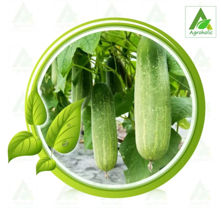 Cucumber Baromashi -20 seeds | Daraz.com.bd