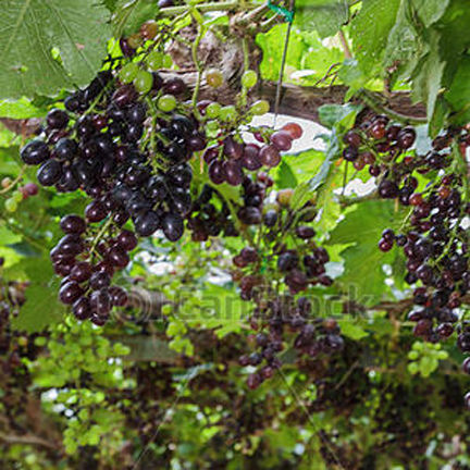 Hanging Artificial Grapes Diy Seeds -25 Pcs (Global Seeds) | Daraz.com.bd