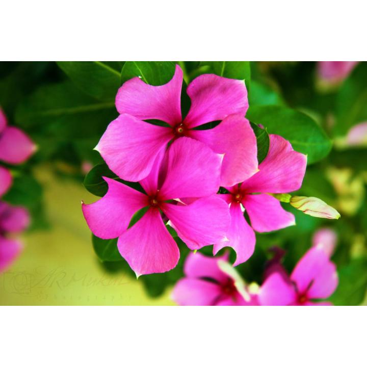 All Season Mix Color Vinca Flower Seeds - 15 Pcs Seeds | Daraz.com.bd