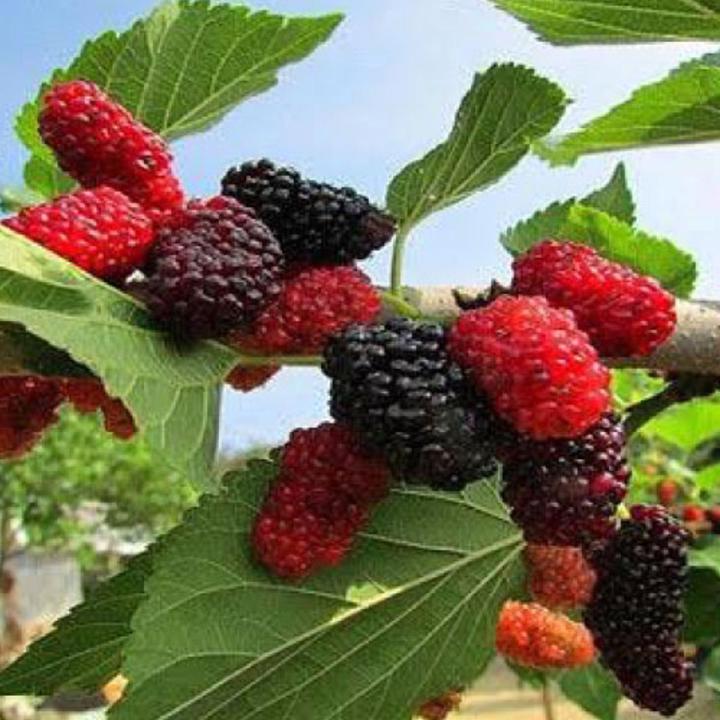 Black Mulberry Fruit Seeds 20 Pis + Gift | Daraz.com.bd