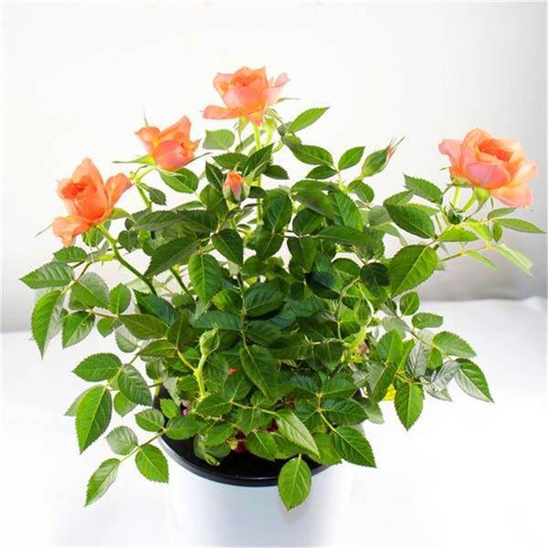 Holland Rainbow Rose Flower bonsai Home Garden Rare Flower 24 color ...