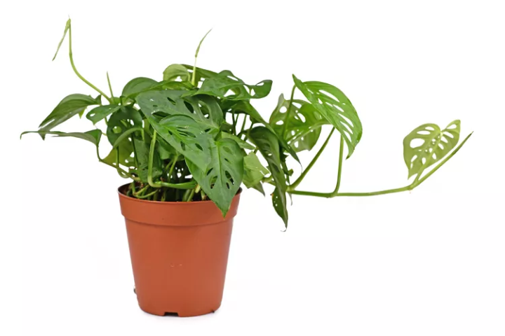 Rare monstera adansonii hanging indoor and outdoor plant without tub ...