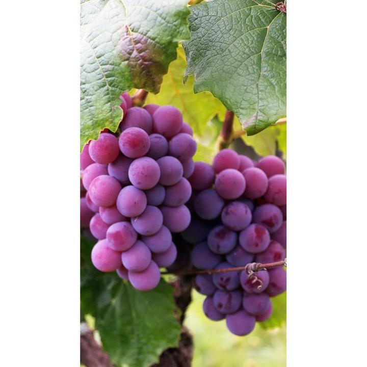 Progressive - আঙ্গুর (বেগুনি) All Season Violet Grape Seeds- 10 Pcs ...