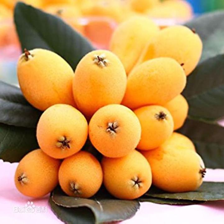 Global Rare Loquat Pipa Fruit Seeds - 5Pcs Seeds | Daraz.com.bd