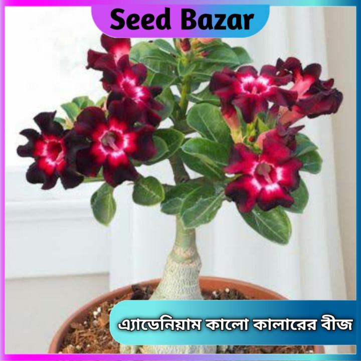 All Season Black color Adenium seeds 6 pice | Daraz.com.bd