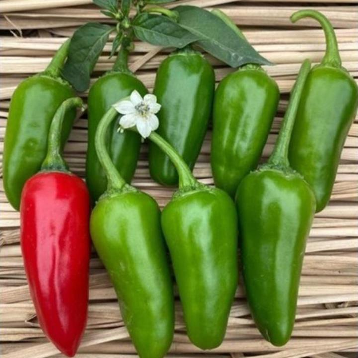 Bullet chili pepper 50-piece Seeds, spicy chili | Daraz.com.bd