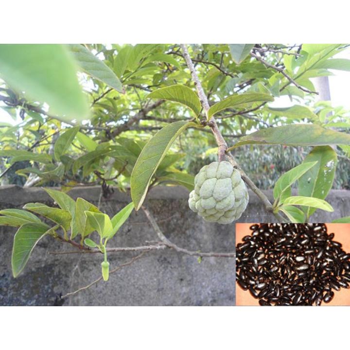 Sharifa Tree Seeds -10 Pcs seeds | Daraz.com.bd