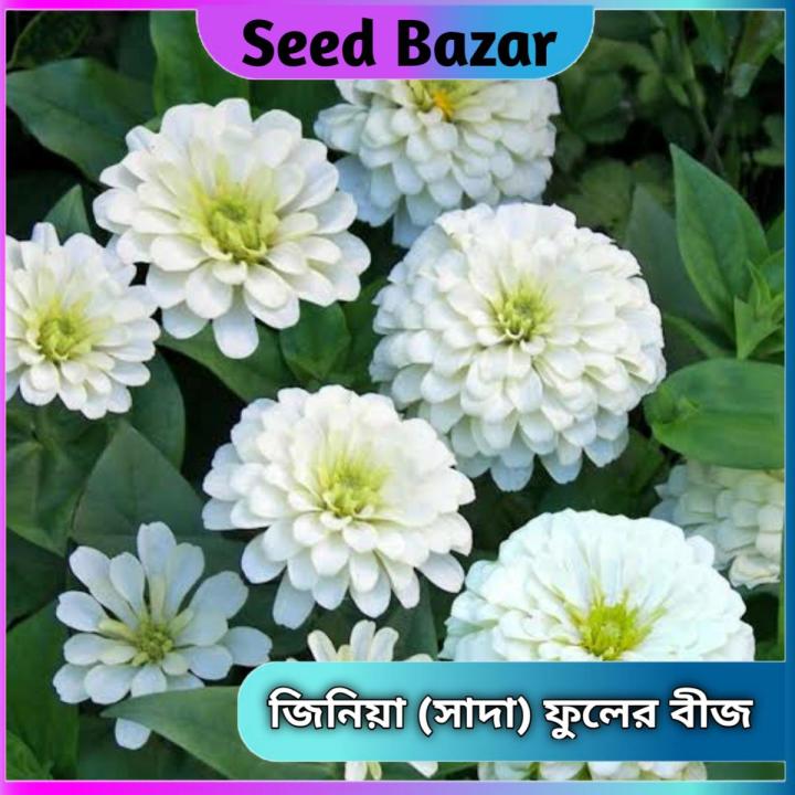 white color zinia flower seeds 50 pice + gift | Daraz.com.bd