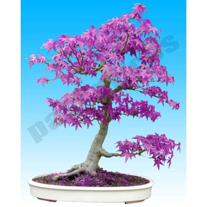 15 Pcs Rare Colourful Purple Maple Tree Bonsai Seeds | Daraz.com.bd