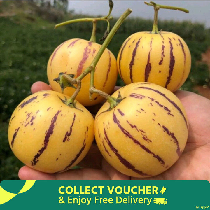 GlobalSweet Pepino Melon Pear Seeds - 15+ Seeds | Daraz.com.bd