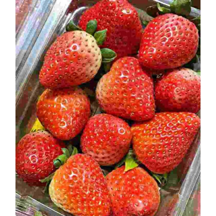 Strawberry Seeds -25 Pcs (Imported Seeds) | Daraz.com.bd