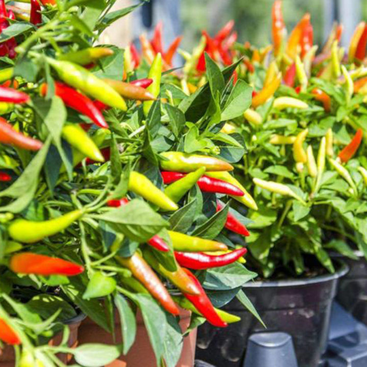 Baromasi Chilli Seed-40 pcs | Daraz.com.bd