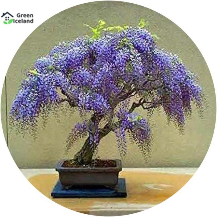 5 Pcs Global Jacaranda bonsai tree Seeds | Daraz.com.bd