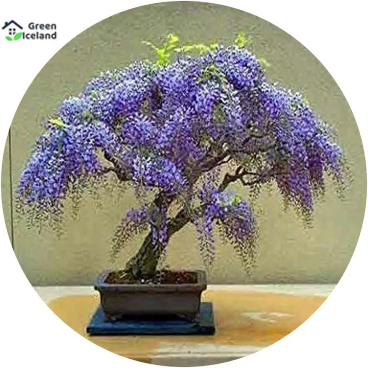 5 Pcs Global Jacaranda bonsai tree Seeds | Daraz.com.bd