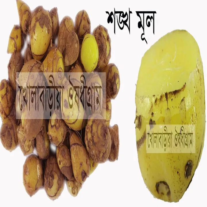 Songkhomul Powder, Shongkho Powder -100gm | Daraz.com.bd