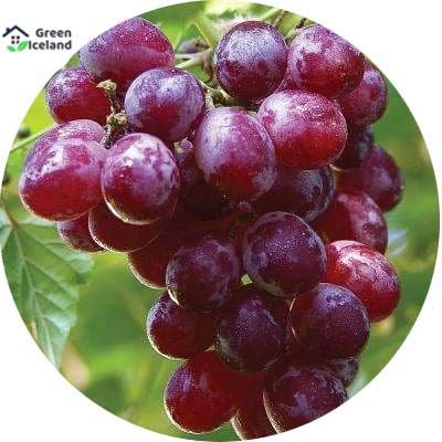 Dwarf 10 Pcs Natural Red Grape Seeds(??? ??????? ???) - 10 Pcs Seeds ...