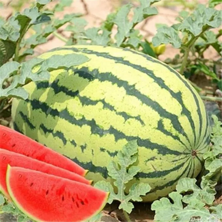 Lazy Melon King Watermelon Bonsai Red Meat Garden Balcony Potted ...