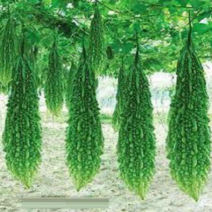 Balsom Pear Seeds Bangladeshi- 20 pieces (Intact Packet) | Daraz.com.bd