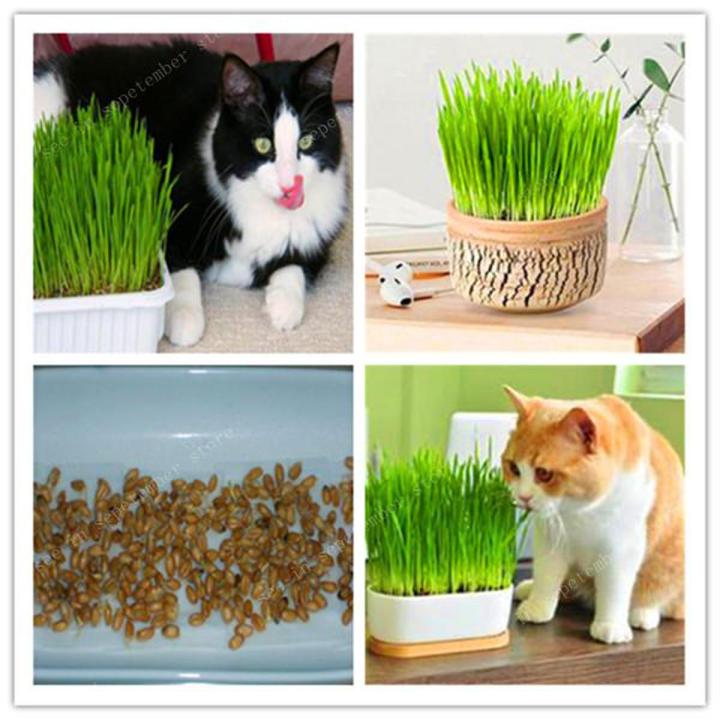 250+ Pcs Seeds - High Quality and High Survival Rate Cat Grass Seeds ...