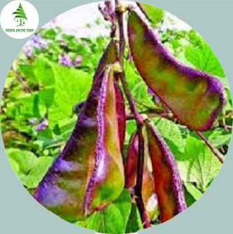 Global Garden Bean Seeds - 5 Pcs Seeds | Daraz.com.bd