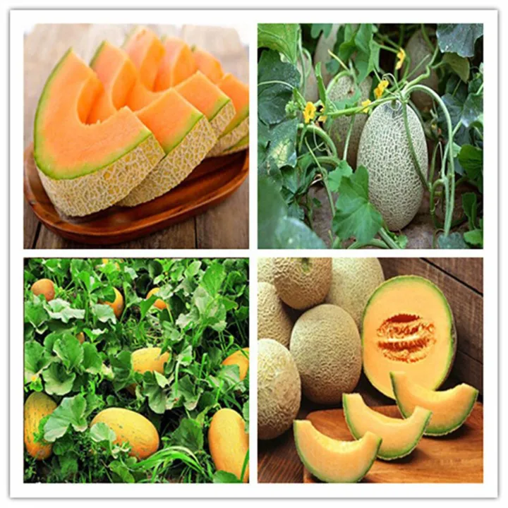 20 pcs Pack Rock Melon (সাম্মাম) Seeds / Rock Melon / Cantaloupe Melon ...