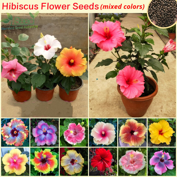 Imported authentic pure 10 colour Mixed Hibiscus/Joba Flower Seeds -10 ...