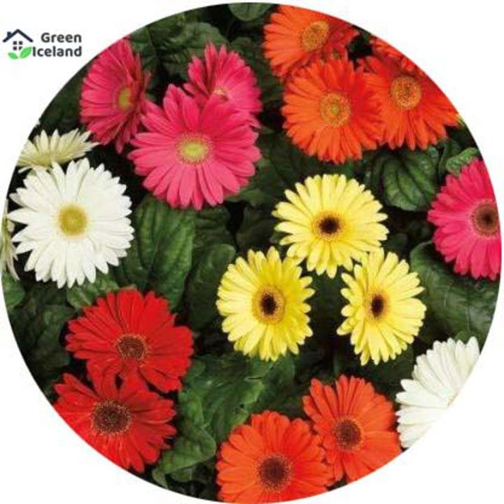 Gerbera Daisy Flower Seeds - 20 Pcs Seeds | Daraz.com.bd