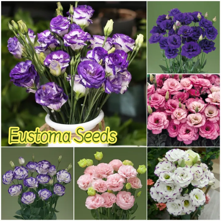 Bonsai Mix Dwarf Eustoma Flower Seeds - 20pcs | Daraz.com.bd