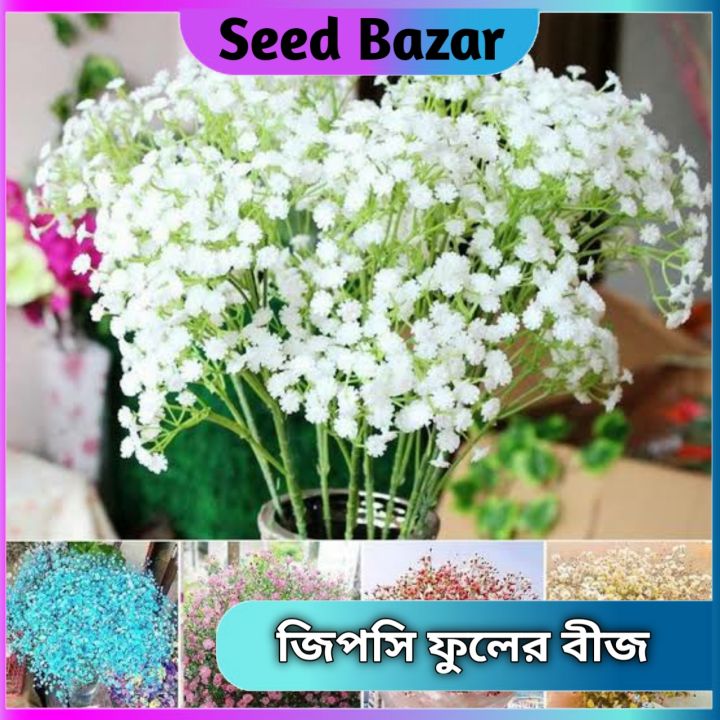 Gypsy flower seeds 20 pice + gift | Daraz.com.bd