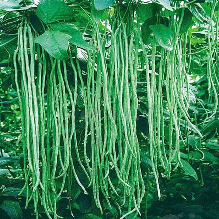 String Beans (Borboti) Seeds - 15 PcS | Daraz.com.bd