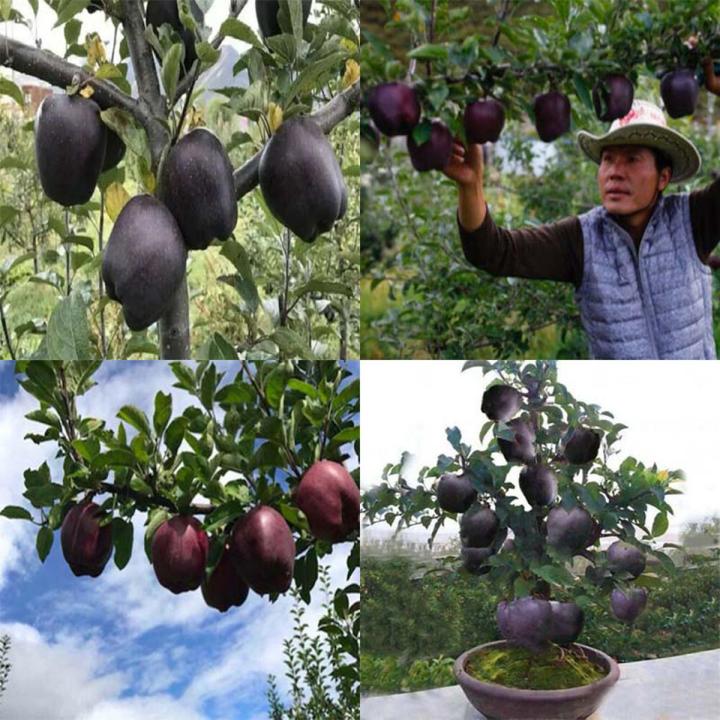 M-Tech Gardens Rare Apple Fruit Seed"Black Diamond" Exotic -10 Fruit ...