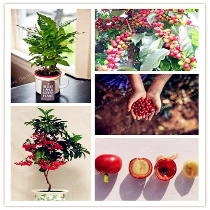 Coffee Bean Bonsai Home- grown Cocoa Bean Balcony Bonsai Tree Plant ...