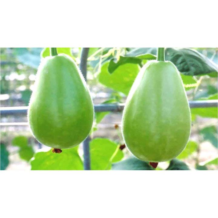 All Season Round Gourd/Lau Seeds (???? ??? ???) - 10 Pcs Seeds | Daraz ...