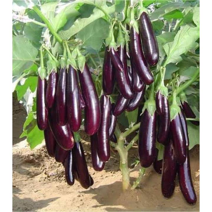 Hybried Begun seeds 5g All Season Intact Packet | Daraz.com.bd