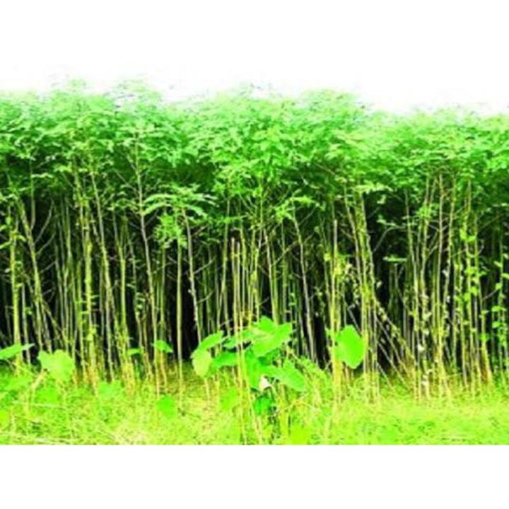 Dhaincha (ধইঞ্চা) tree 5000 seeds. (Repack & include gift- 3 items ...