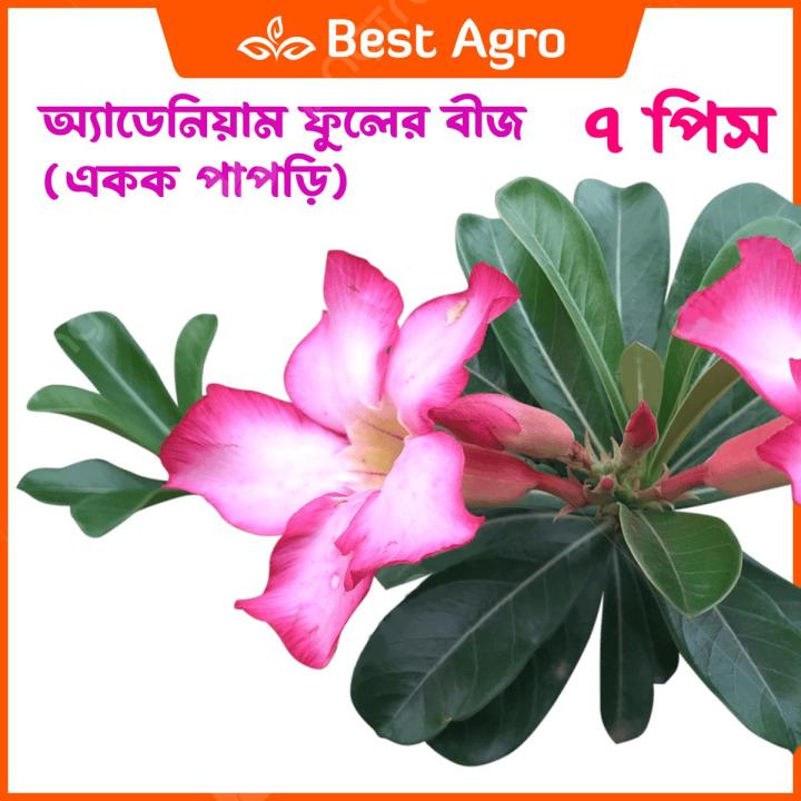 Adenium Seeds (Single Petal) 15 Pis blush pink Color | Daraz.com.bd