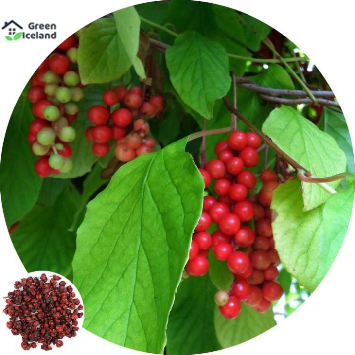 30 Pcs Global Schisandra Chinese Magnolia Fruit Tree Seeds | Daraz.com.bd