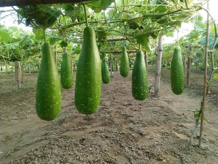10 Pse Intack pack Hajari Bottle Gourd Seed | Daraz.com.bd