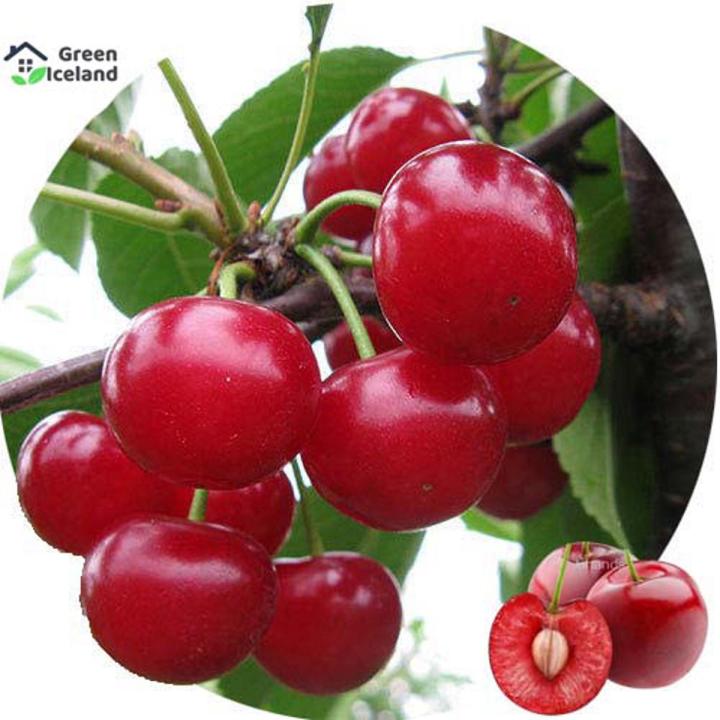 Imported Sweet Cherry Fruit Seeds - 5 Pcs Seeds | Daraz.com.bd