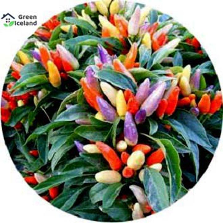 Chili seed-20 pice seeds for decoration | Daraz.com.bd