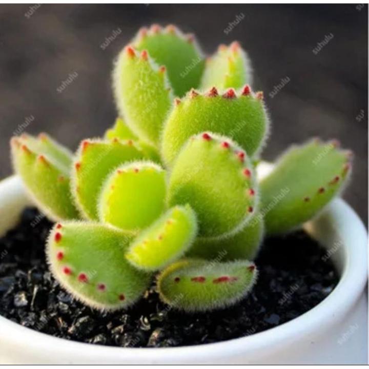 Colorful Lithops Seeds for Plants, Pseudotruncatella ( D-34 ) - 10 pcs ...