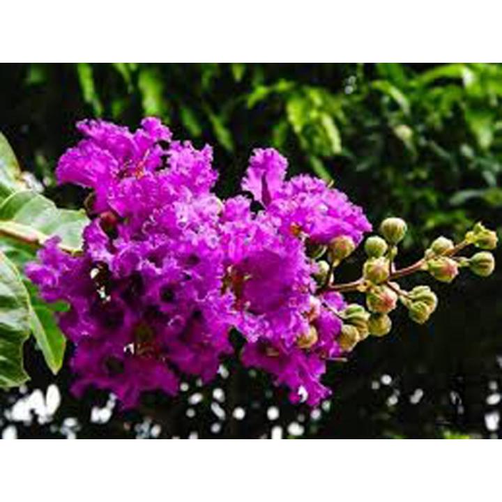 Jarul Tree Seeds -20 Pcs (জারুল গাছের বীজ) | Daraz.com.bd
