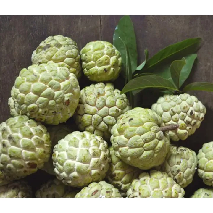 Sharifa Tree Seeds -10 Pcs | Daraz.com.bd