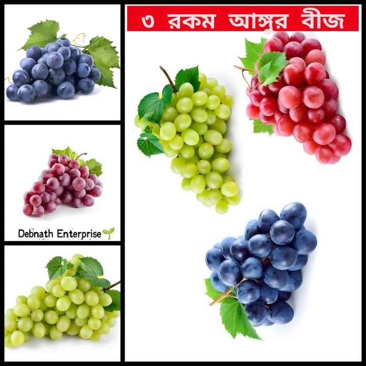 All Season Hybrid Red Black Green Mixed Grape Seed - 20+ Pcs Seeds ...