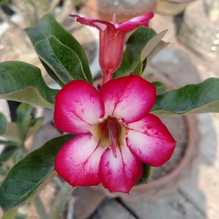 Adenium Seeds (Single Petal) 5 Pis Color Fixed | Daraz.com.bd